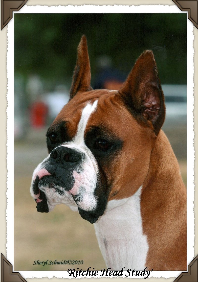 Crestrail Cockers-Ritchie The Boxer 2009